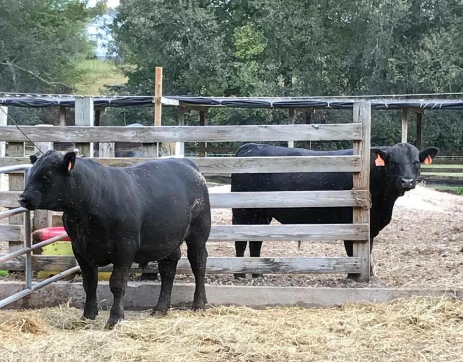Agriculture Programs | Dickson County